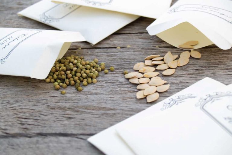 Do Seeds Expire? | Mitten Gardening